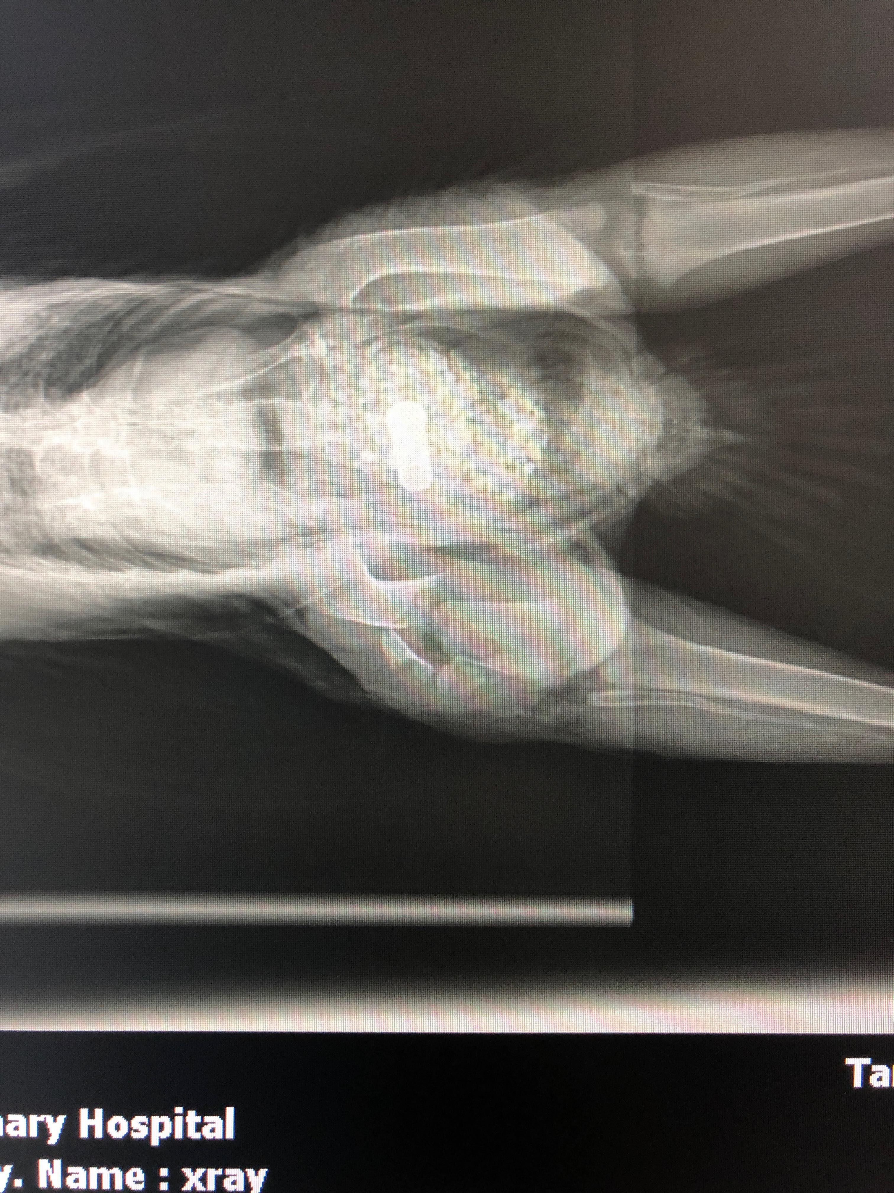 Case Study: Broken Leg – Bitchin' Chickens