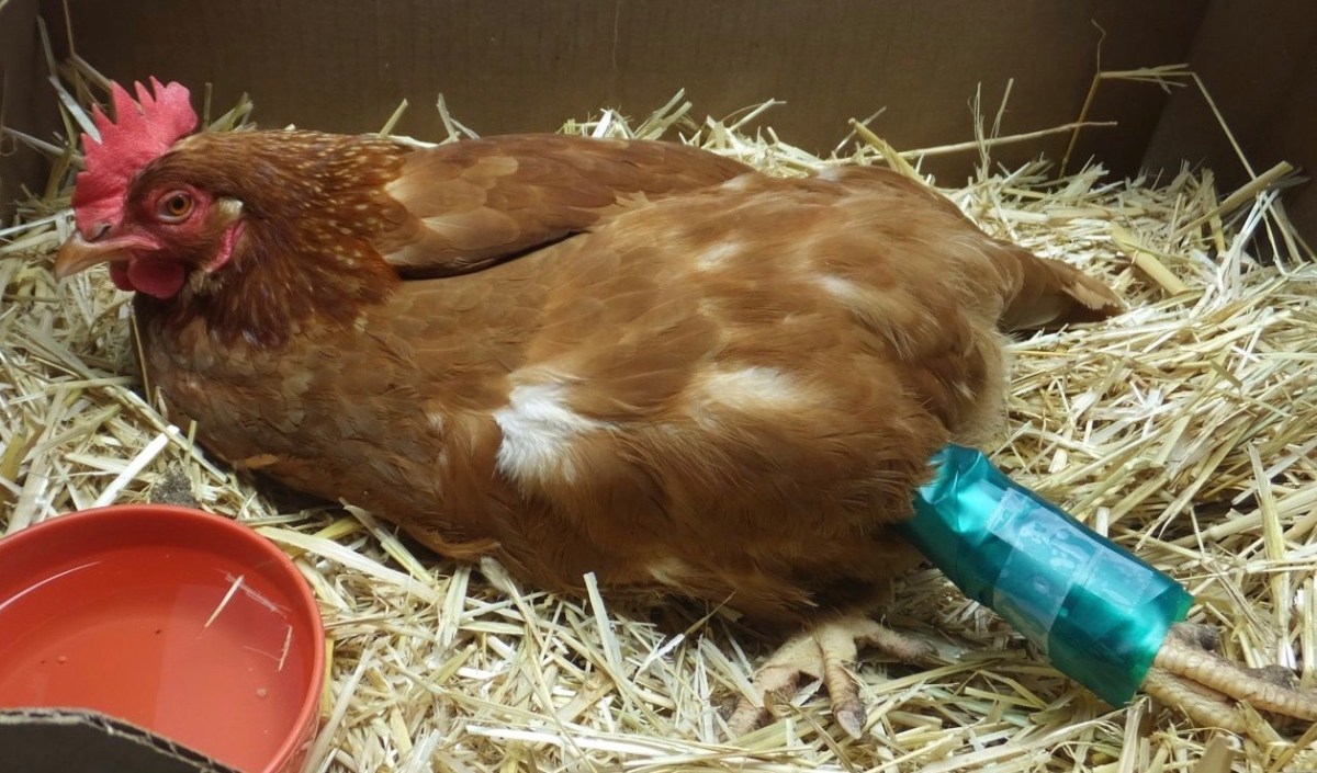 Fixing Fractured Chicken Bones – Bitchin' Chickens