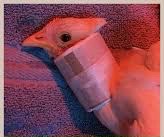 Fixing Fractured Chicken Bones – Bitchin' Chickens