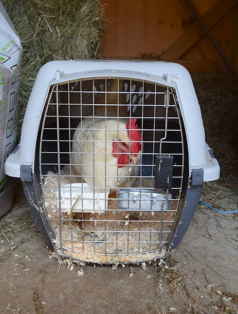 Fixing Fractured Chicken Bones – Bitchin' Chickens