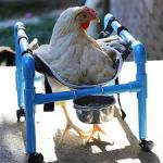 Fixing Fractured Chicken Bones – Bitchin' Chickens