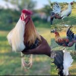 Sex, Gender & Chimerism – Bitchin' Chickens