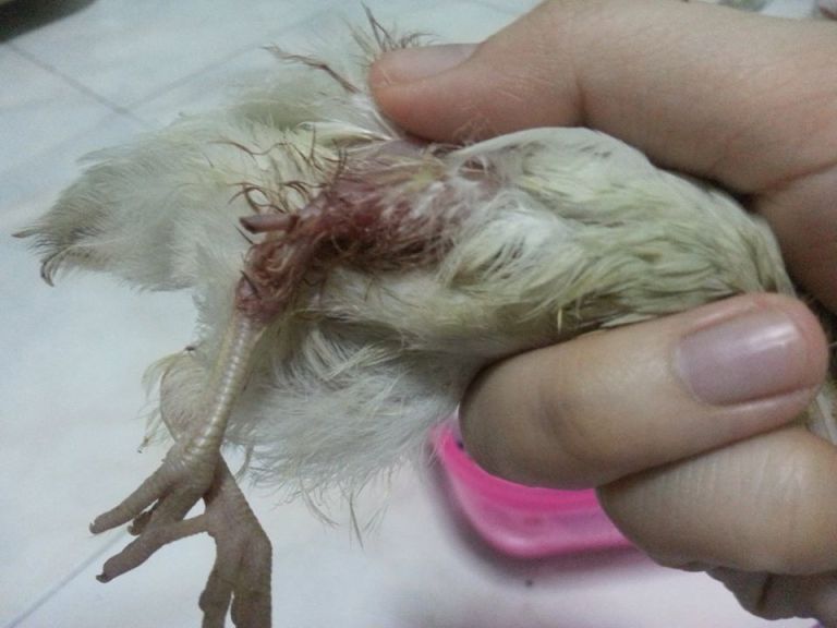 Fixing Fractured Chicken Bones – Bitchin' Chickens