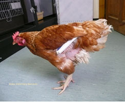 Fixing Fractured Chicken Bones – Bitchin' Chickens