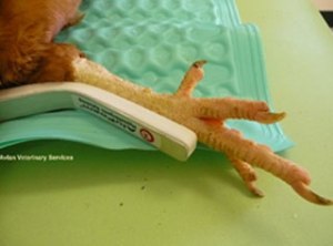 Fixing Fractured Chicken Bones – Bitchin' Chickens