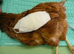 Fixing Fractured Chicken Bones – Bitchin' Chickens