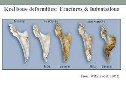 Fixing Fractured Chicken Bones – Bitchin' Chickens