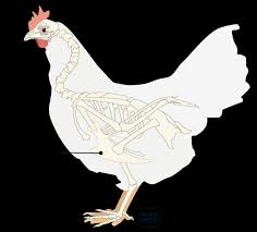 Fixing Fractured Chicken Bones – Bitchin' Chickens