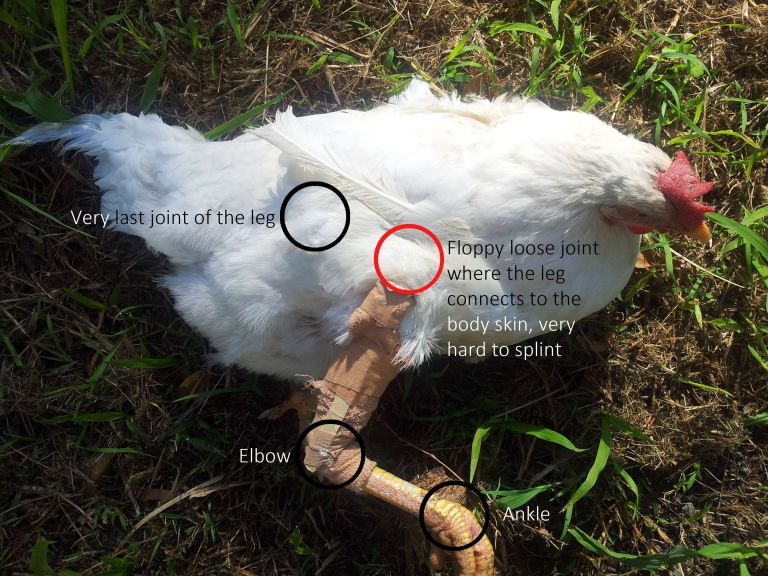 Fixing Fractured Chicken Bones – Bitchin' Chickens