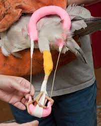 Fixing Fractured Chicken Bones – Bitchin' Chickens