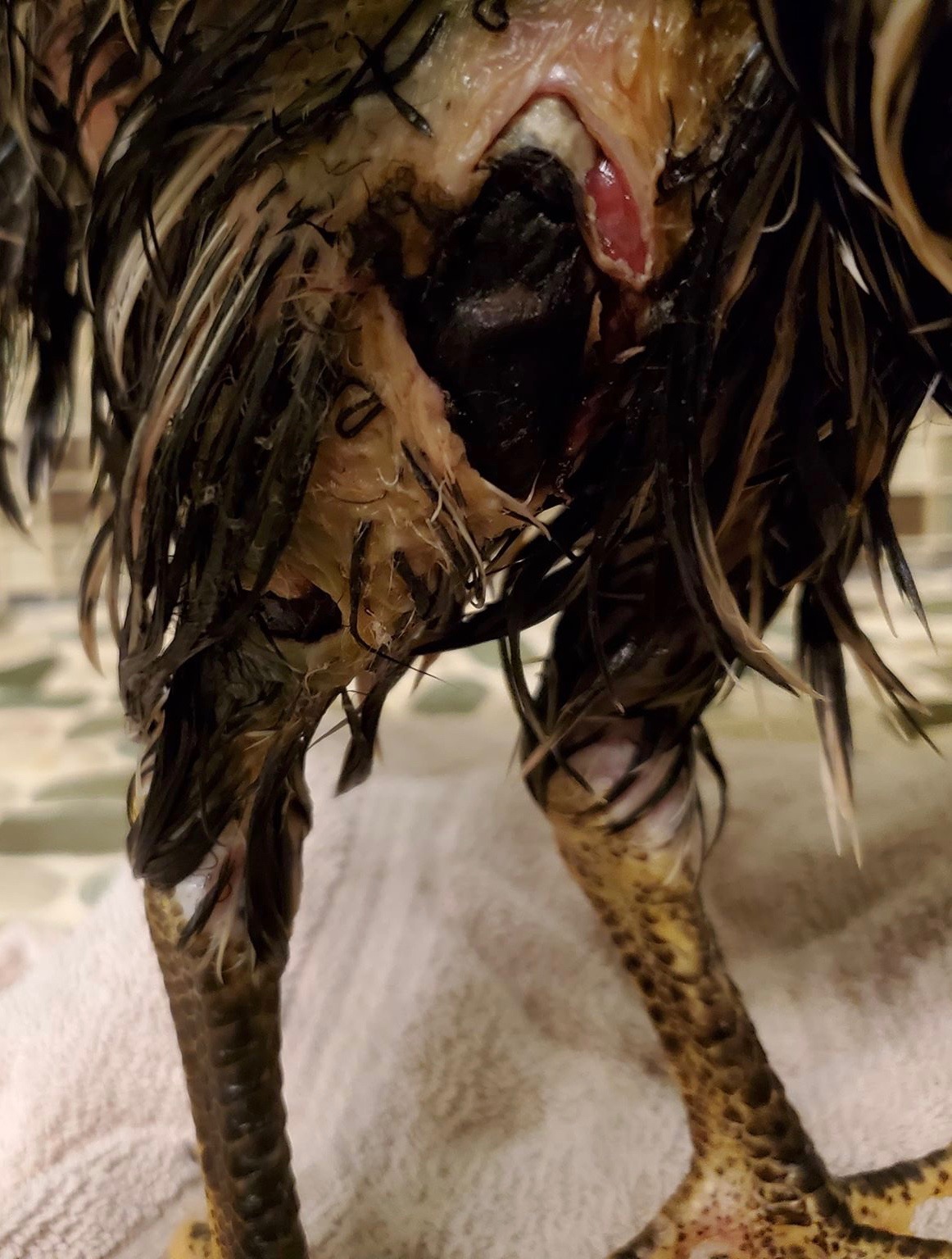 Case Study: Predator Attack – Bitchin' Chickens