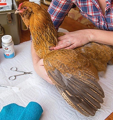 Wound Care For Chickens – Bitchin' Chickens