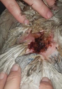 Wound Care For Chickens – Bitchin' Chickens
