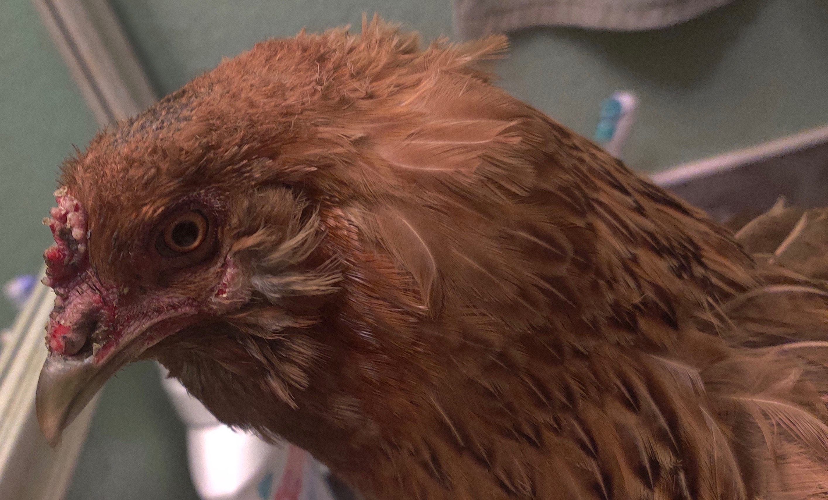 Case Study: Burn Survivors – Bitchin' Chickens