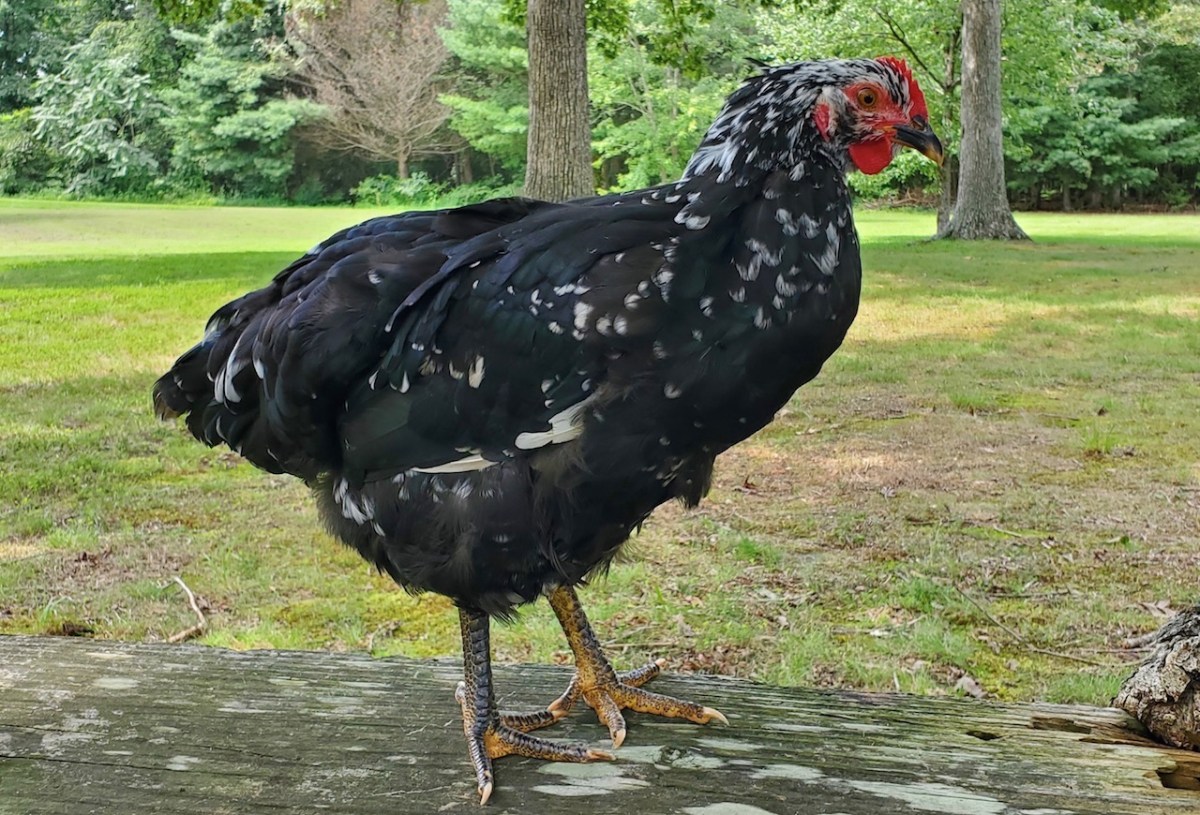 Case Study: Predator Attack – Bitchin' Chickens