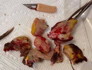 Case Study: Feather Follicle Cyst – Bitchin' Chickens