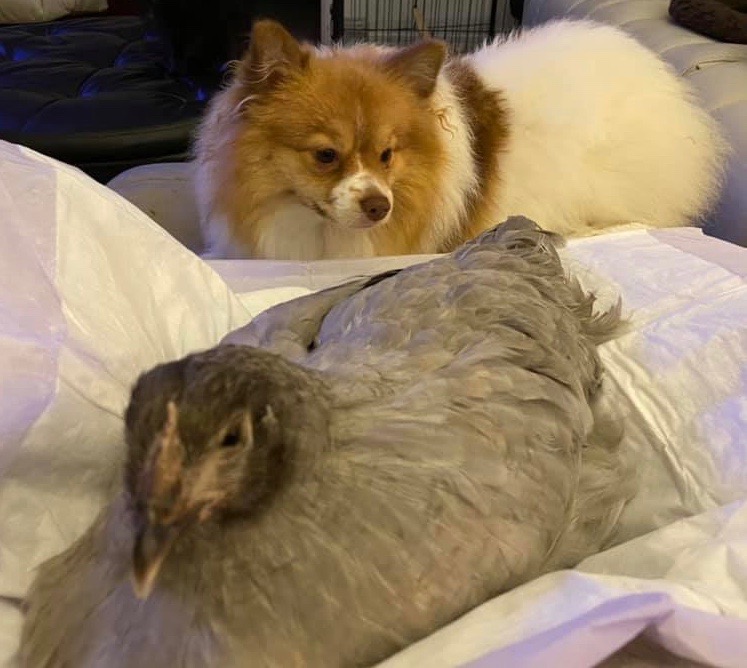 Case Study: Feather Follicle Cyst – Bitchin' Chickens