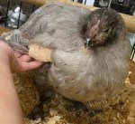 Case Study: Feather Follicle Cyst – Bitchin' Chickens