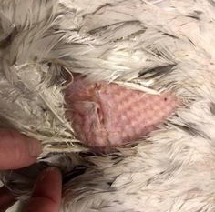 Wound Care For Chickens – Bitchin' Chickens