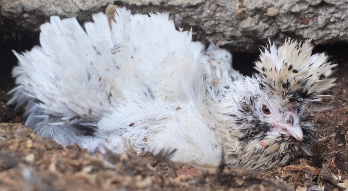 Chicken Genetics & Pleiotropy – Bitchin' Chickens
