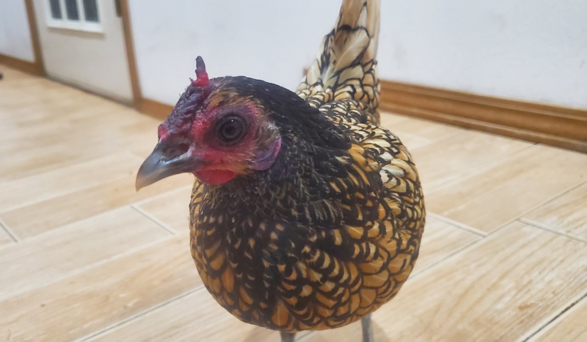 Case Study: Sinusitis – Bitchin' Chickens