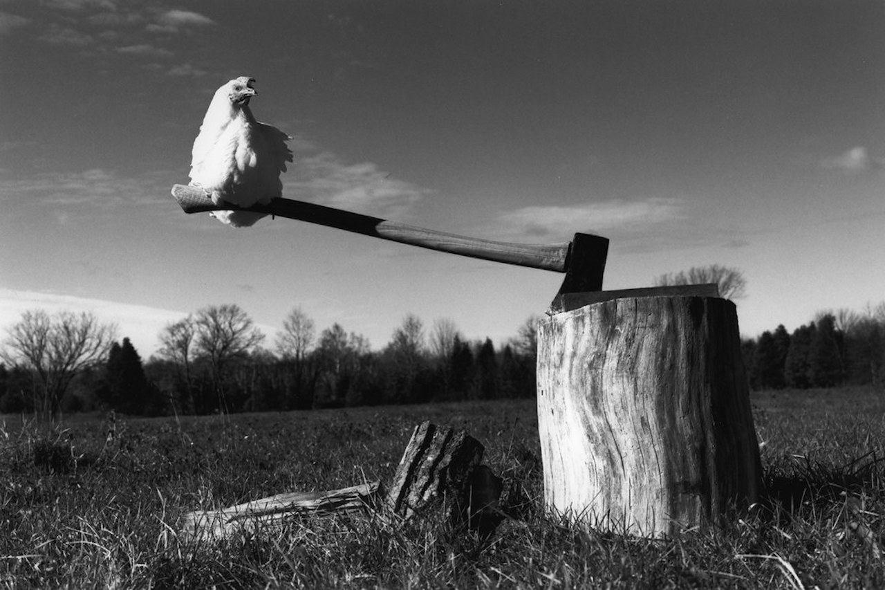 Humane Euthanasia For Chickens – Bitchin' Chickens