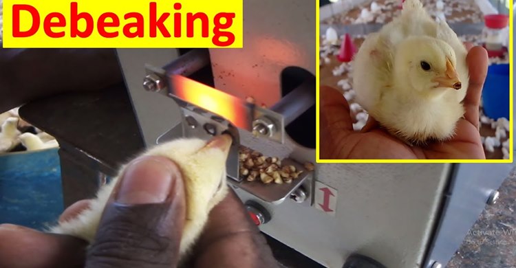 Chicken Pedicures: Trimming Nails, Spurs & Beaks – Bitchin' Chickens