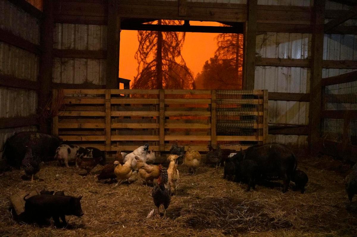 Case Study: Burn Survivors – Bitchin' Chickens