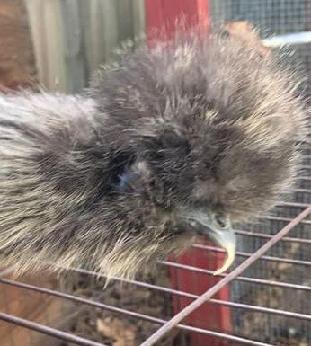 Chicken Pedicures: Trimming Nails, Spurs & Beaks – Bitchin' Chickens