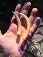 Chicken Pedicures: Trimming Nails, Spurs & Beaks – Bitchin' Chickens