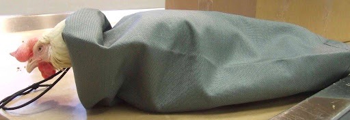 Humane Euthanasia For Chickens – Bitchin' Chickens