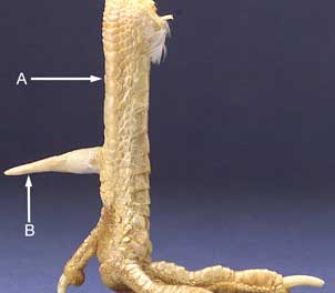 Chicken Pedicures: Trimming Nails, Spurs & Beaks – Bitchin' Chickens
