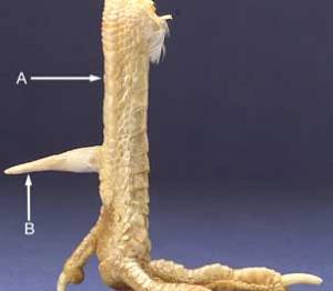 Chicken Pedicures: Trimming Nails, Spurs & Beaks – Bitchin' Chickens