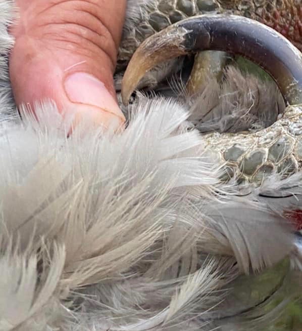 Chicken Pedicures: Trimming Nails, Spurs & Beaks – Bitchin' Chickens