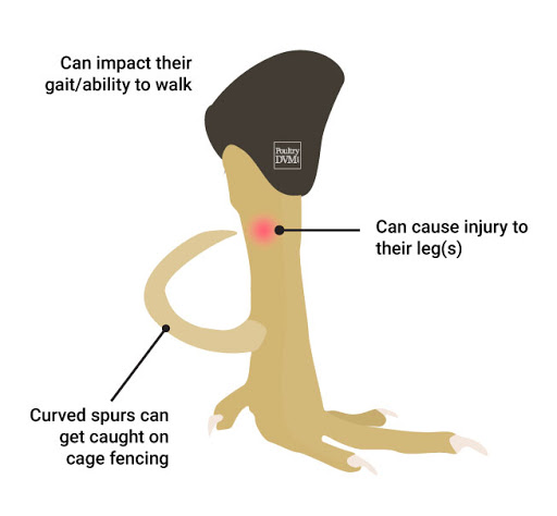 Chicken Pedicures: Trimming Nails, Spurs & Beaks – Bitchin' Chickens