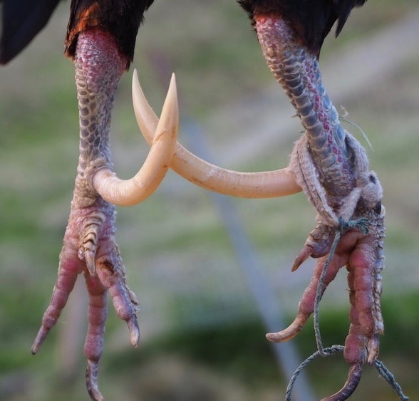 Chicken Pedicures: Trimming Nails, Spurs & Beaks – Bitchin' Chickens