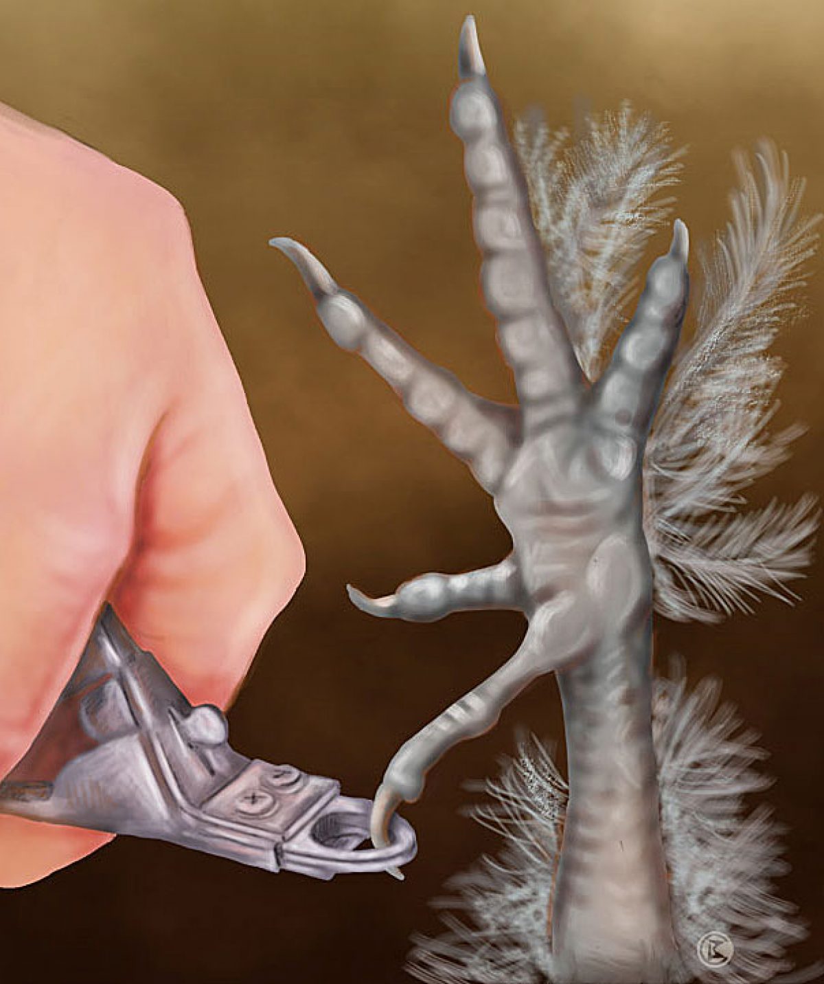 Chicken Pedicures: Trimming Nails, Spurs & Beaks – Bitchin' Chickens