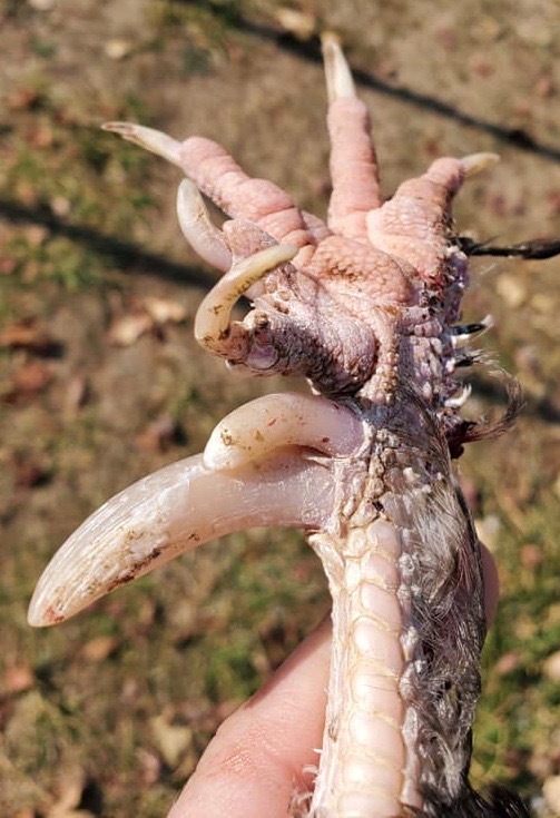 Chicken Pedicures: Trimming Nails, Spurs & Beaks – Bitchin' Chickens