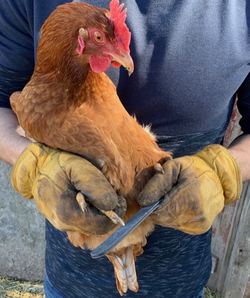 Chicken Pedicures: Trimming Nails, Spurs & Beaks – Bitchin' Chickens