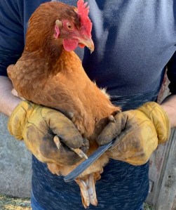 Chicken Pedicures: Trimming Nails, Spurs & Beaks – Bitchin' Chickens