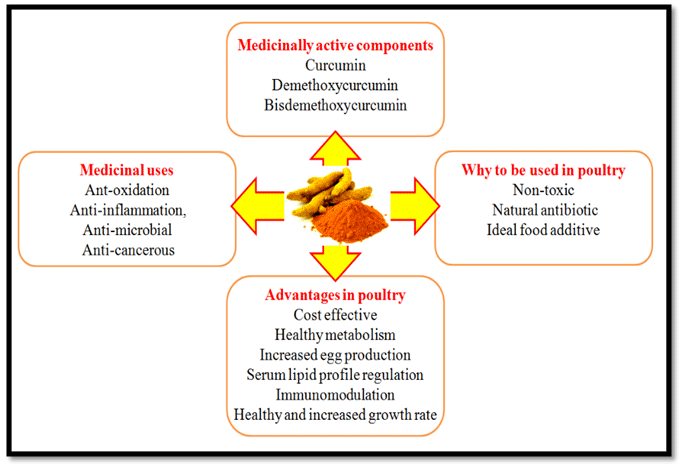 Natural Remedy For Chickens: Turmeric – Bitchin' Chickens
