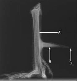 Chicken Pedicures: Trimming Nails, Spurs & Beaks – Bitchin' Chickens