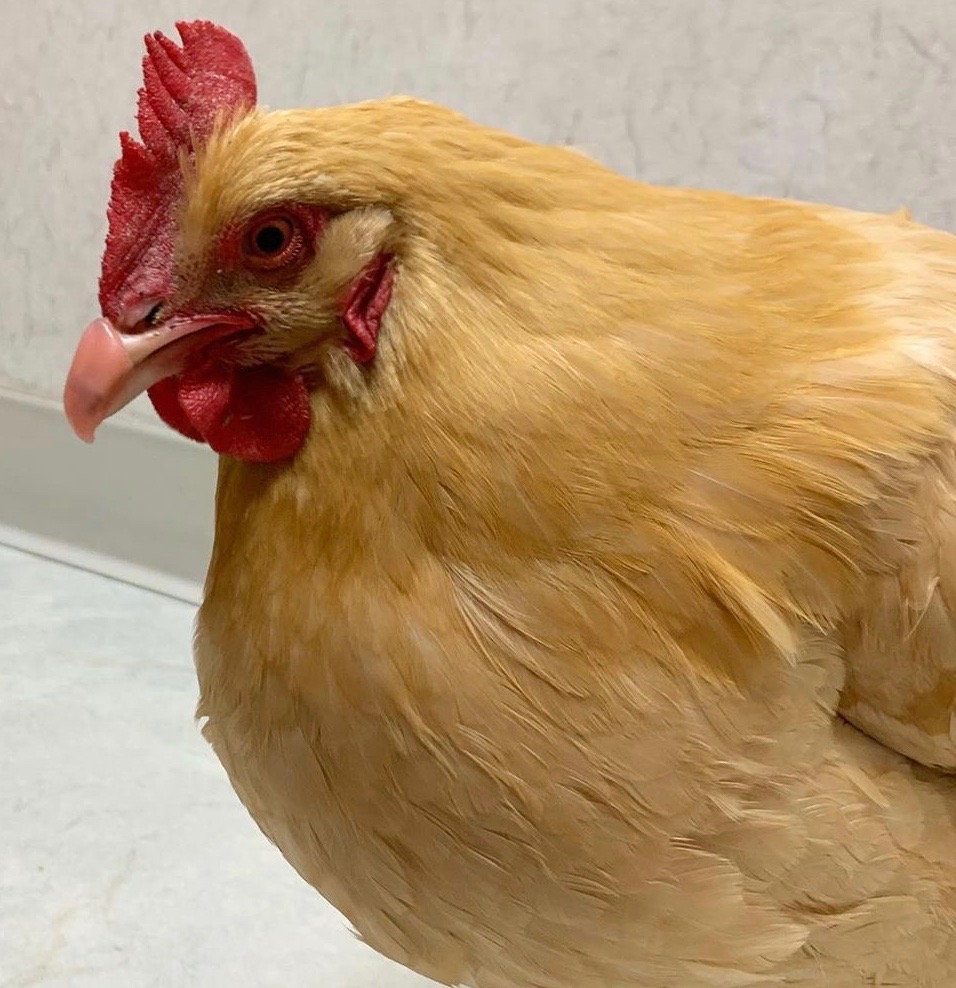 Dealing With Chicken Beak Injuries – Bitchin' Chickens