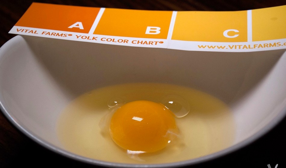 Different Yolks For Different Folks – Bitchin' Chickens