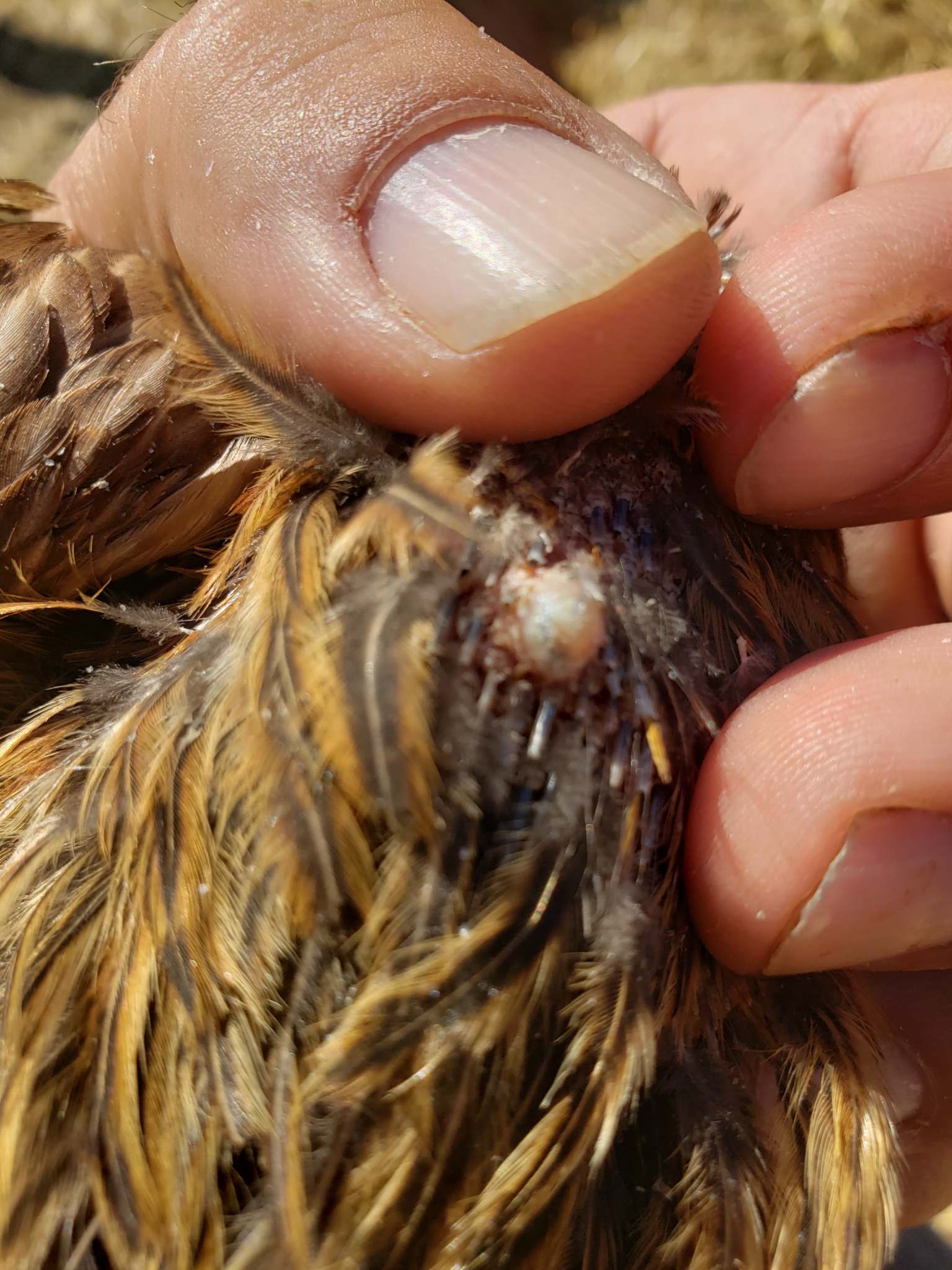Case Study: Feather Follicle Cyst – Bitchin' Chickens