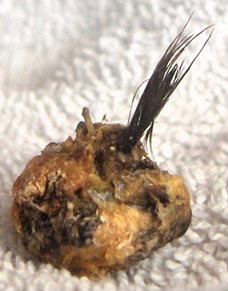 Case Study: Feather Follicle Cyst – Bitchin' Chickens