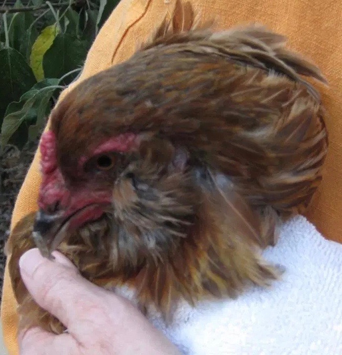 Dealing With Chicken Beak Injuries – Bitchin' Chickens