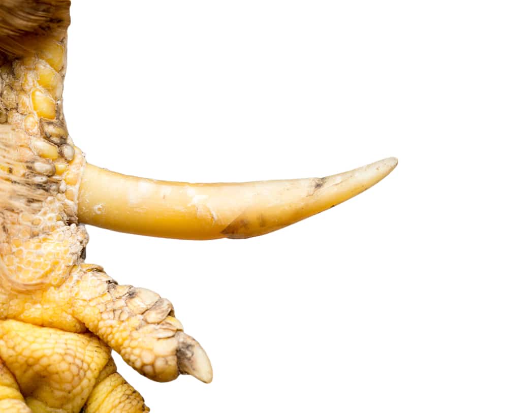 Chicken Pedicures: Trimming Nails, Spurs & Beaks – Bitchin' Chickens