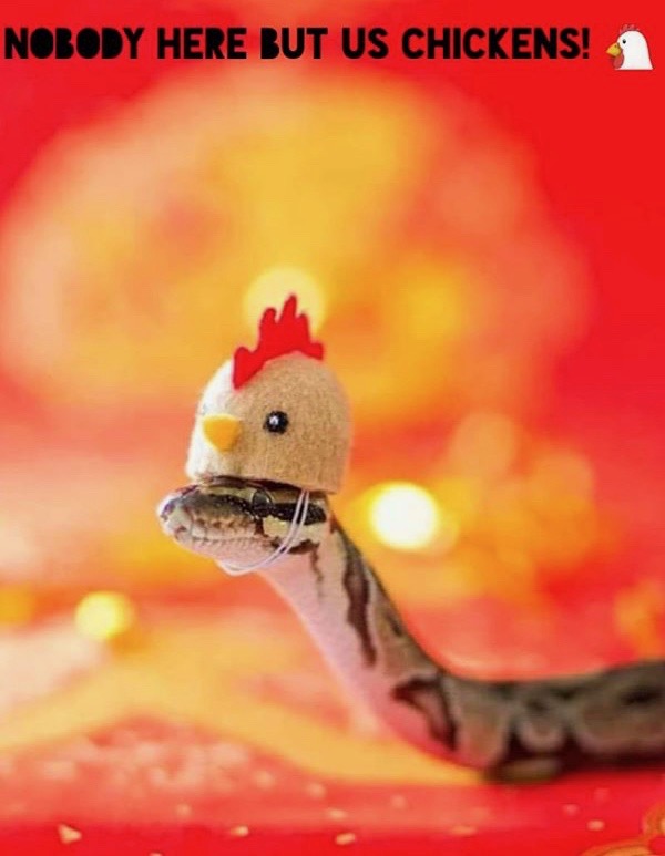 Protecting Your Chickens From Snakes – Bitchin' Chickens