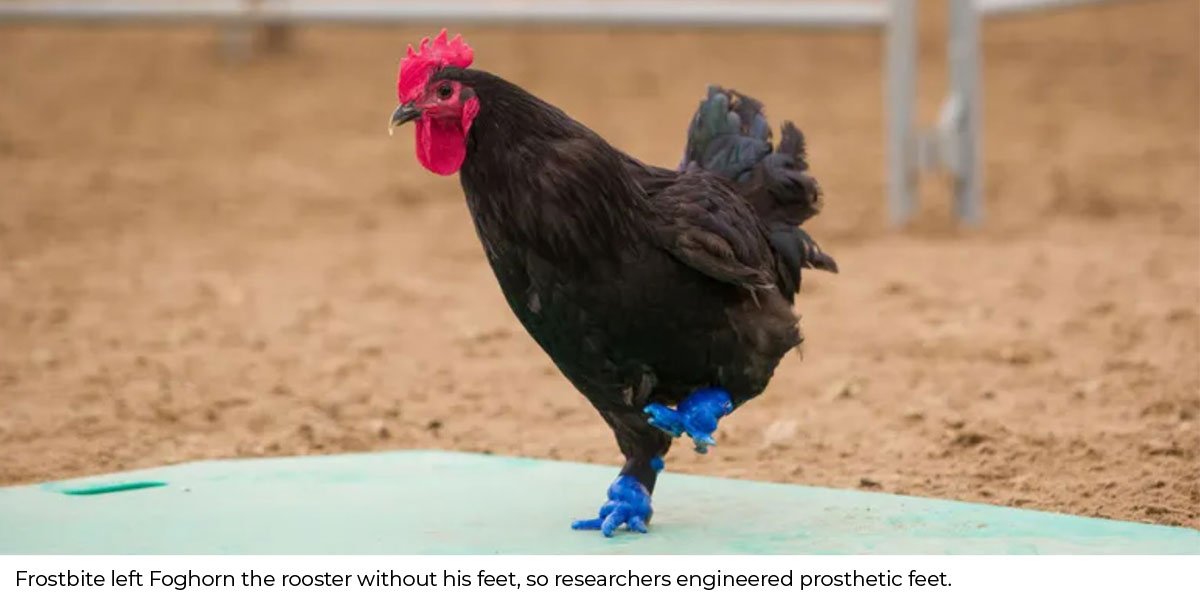 Dealing With Frostbite In Chickens – Bitchin' Chickens